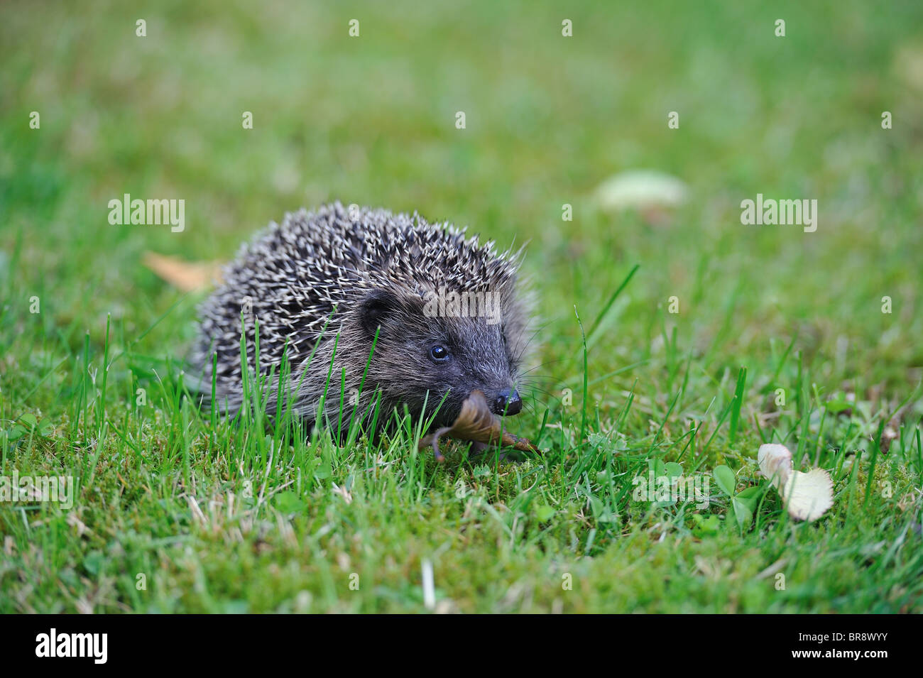 Western European hedgehog (Erinaceus europaeus) looking for food on the ...
