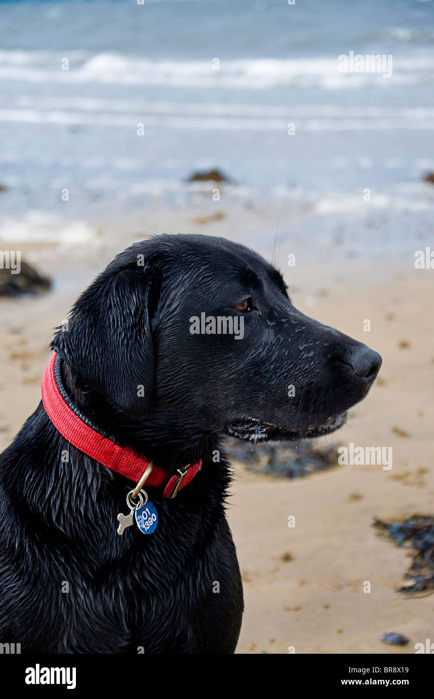 Black Labrador at a beach in Ireland with a moody background Stock ...