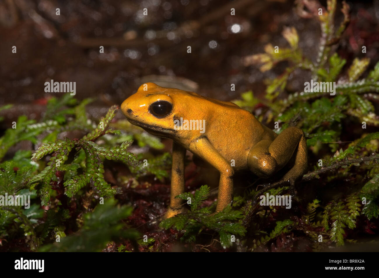 Golden Poison Dart Frog Stock Photos & Golden Poison Dart Frog Stock ...