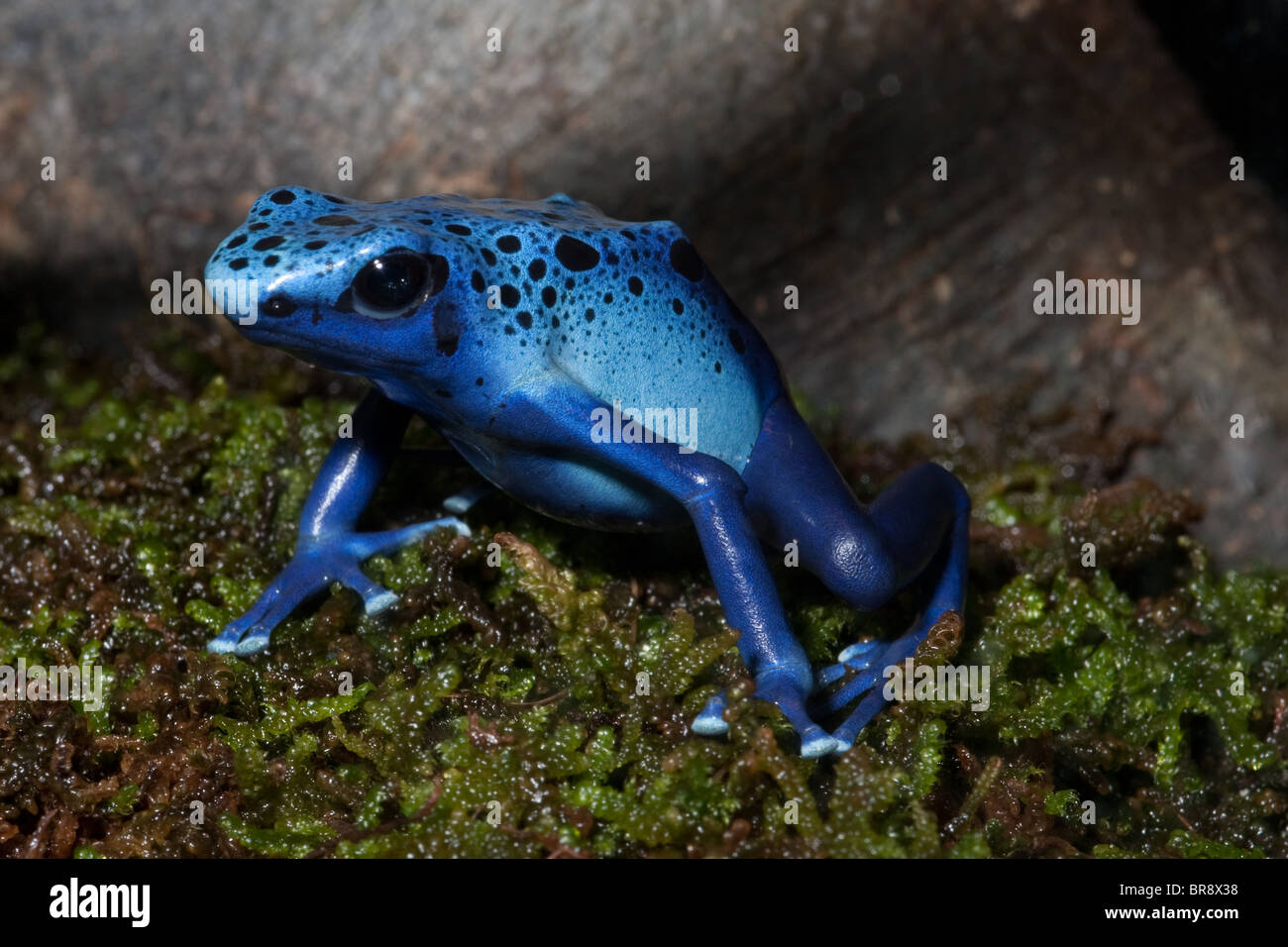 Blue Poison Dart Frog (Dendrobates azureus Stock Photo - Alamy