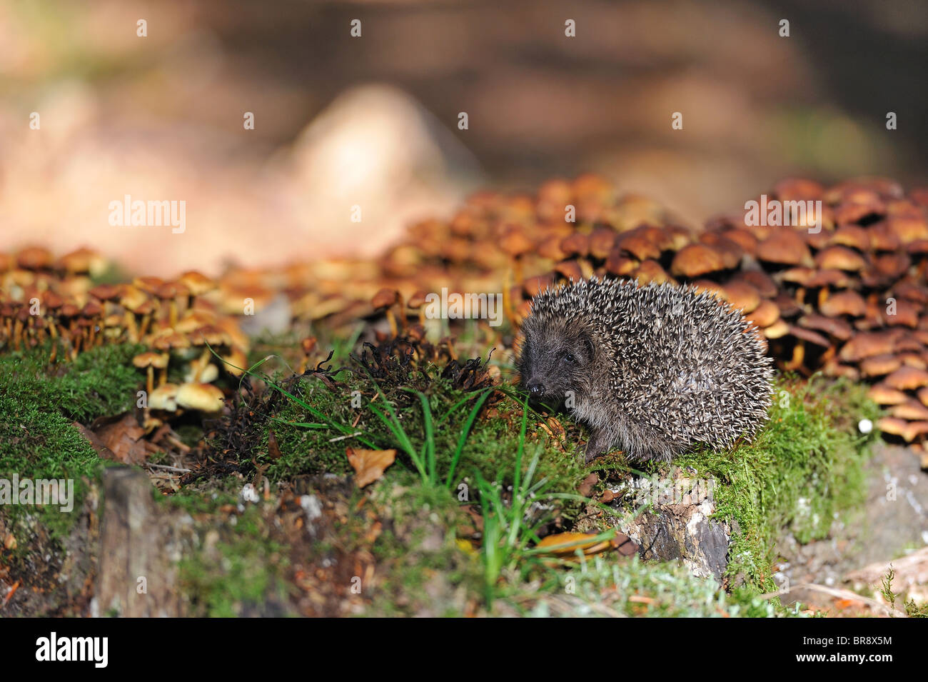 Western European hedgehog (Erinaceus europaeus) young looking for food ...