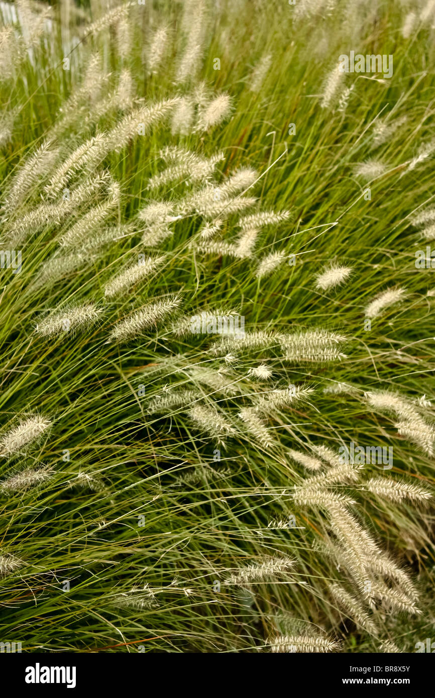tall grass windy Stock Photo - Alamy