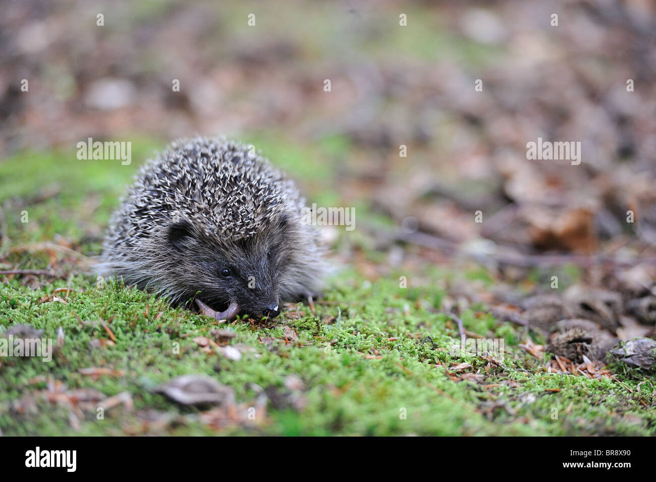 Hedgehog eating worm hi-res stock photography and images - Alamy
