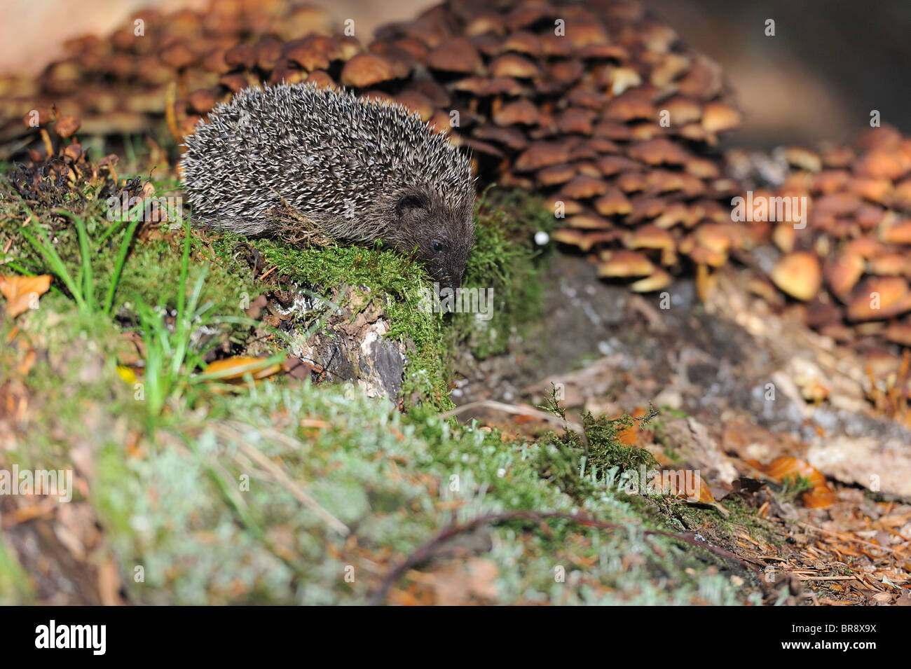 Western European hedgehog (Erinaceus europaeus) young looking for food ...