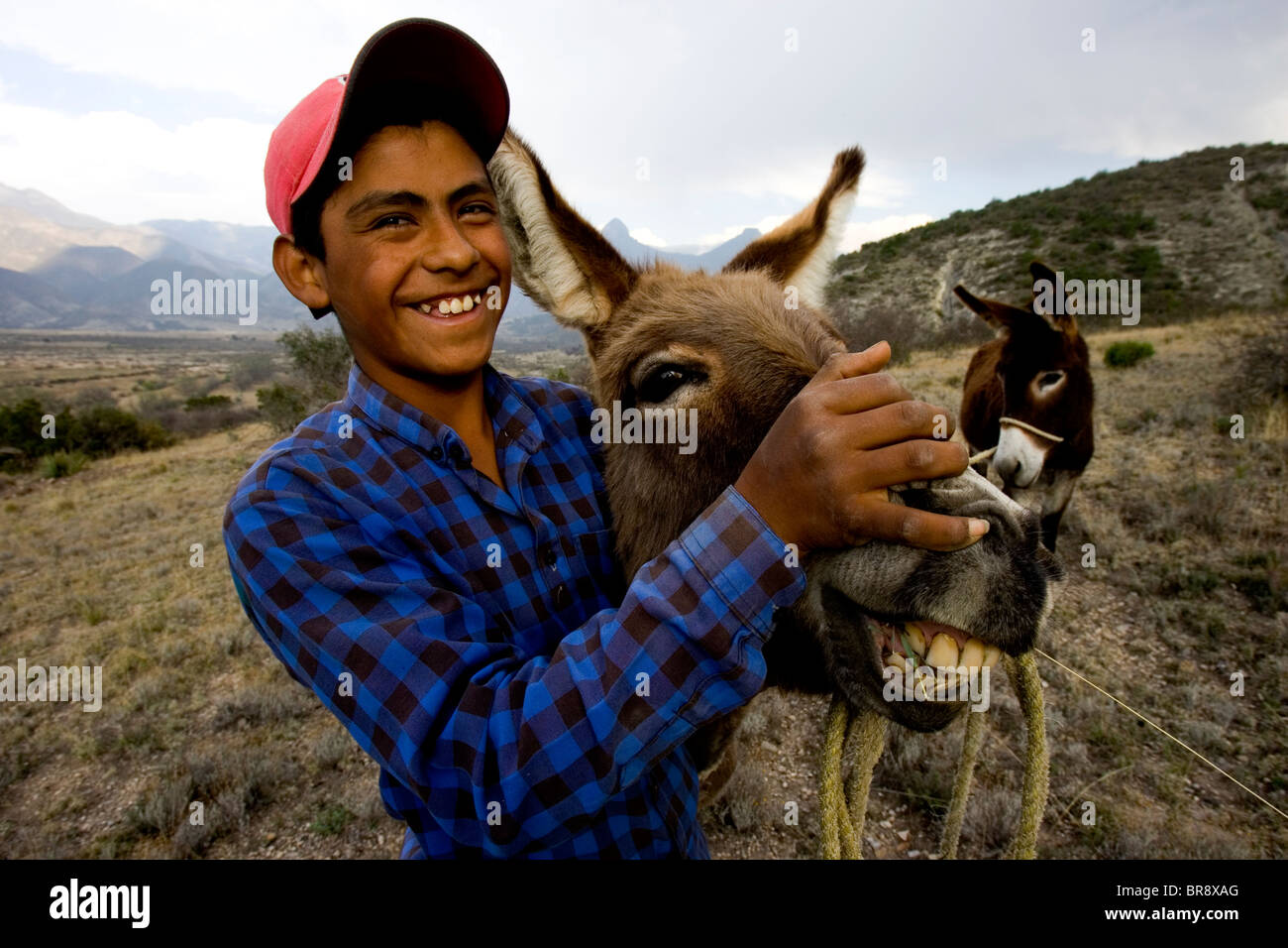 A boy moves donkeys from one pasture to another in Potrero Mexico Stock ...
