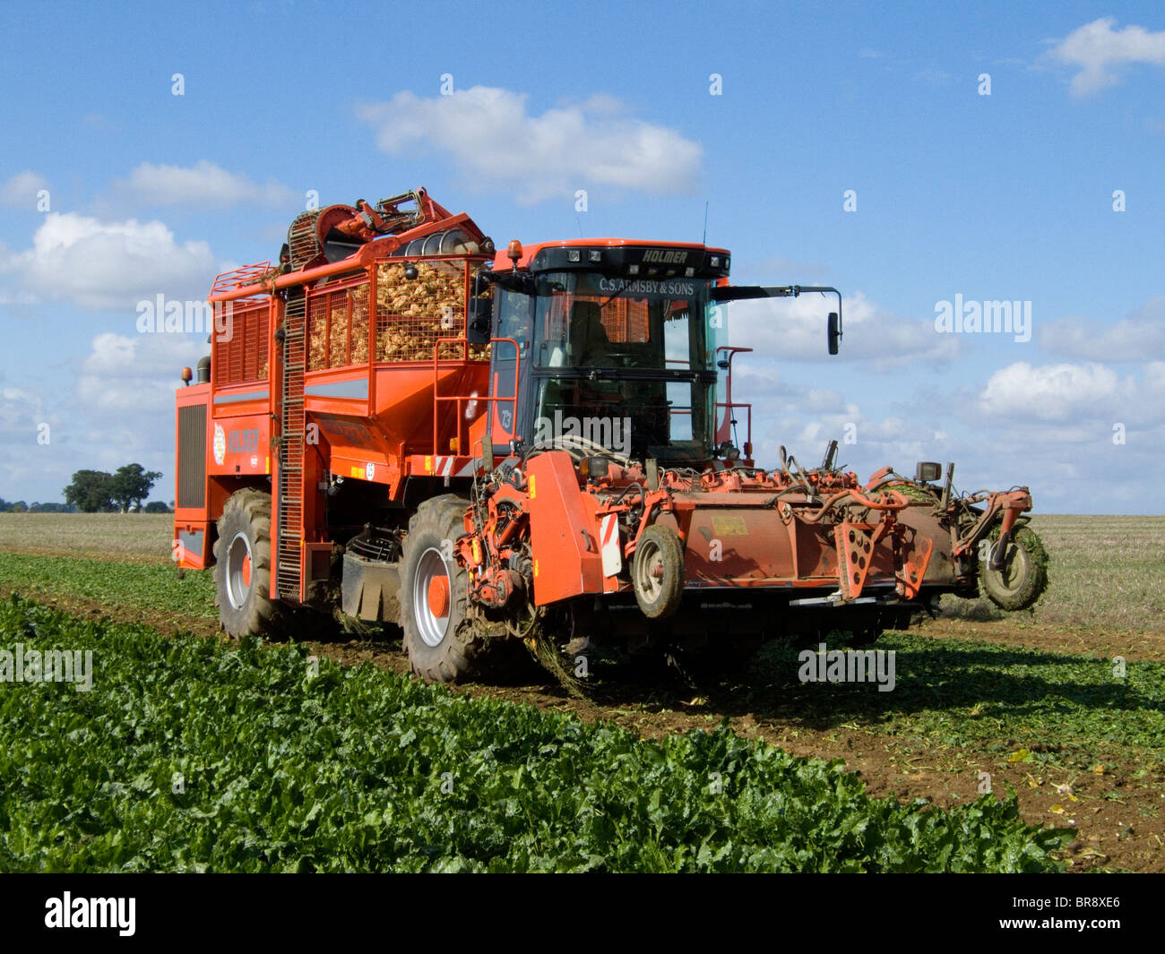 Holmer Terra Dos sugar beet harvester at work in a Norfolk field on a ...