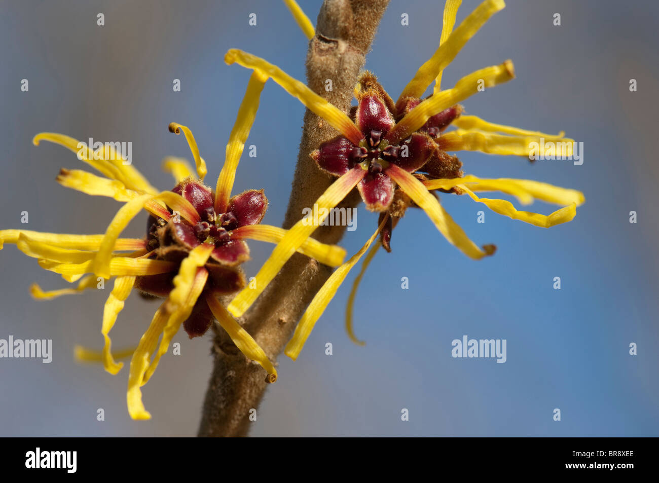 Chinese winter hazel hi-res stock photography and images - Alamy