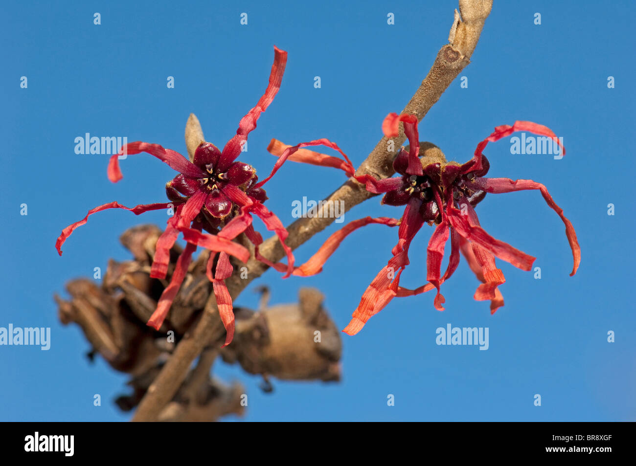 Red Witch Hazel (Hamamelis x intermedia Diane), flowering twig Stock ...