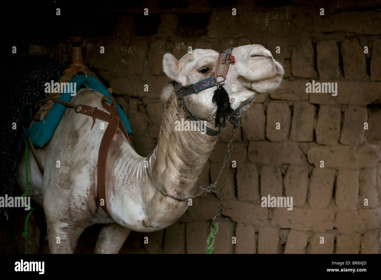 Arabian camel hi-res stock photography and images - Alamy