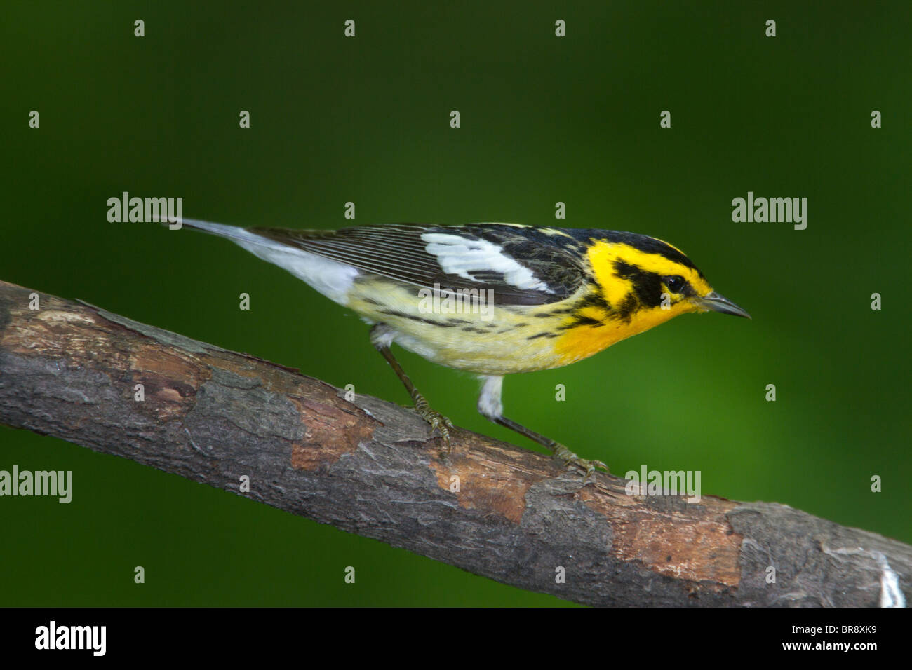 Adult Male Blackburnian Warbler Perched on a Branch Stock Photo - Alamy