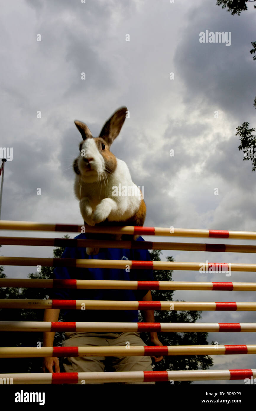A pet rabbit leaps over a jump in Denmark Stock Photo - Alamy