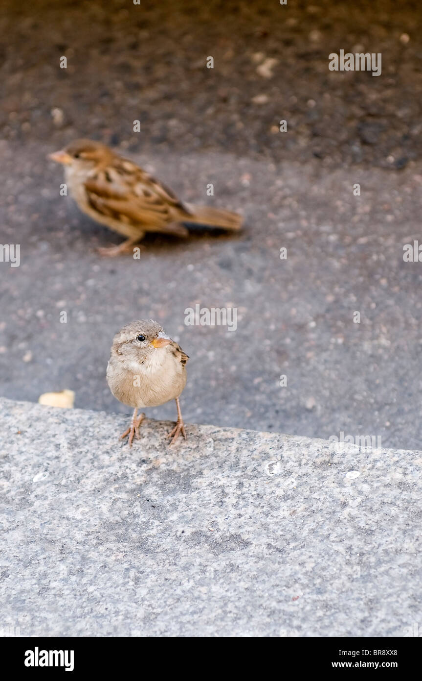 sparrows on the street Stock Photo - Alamy