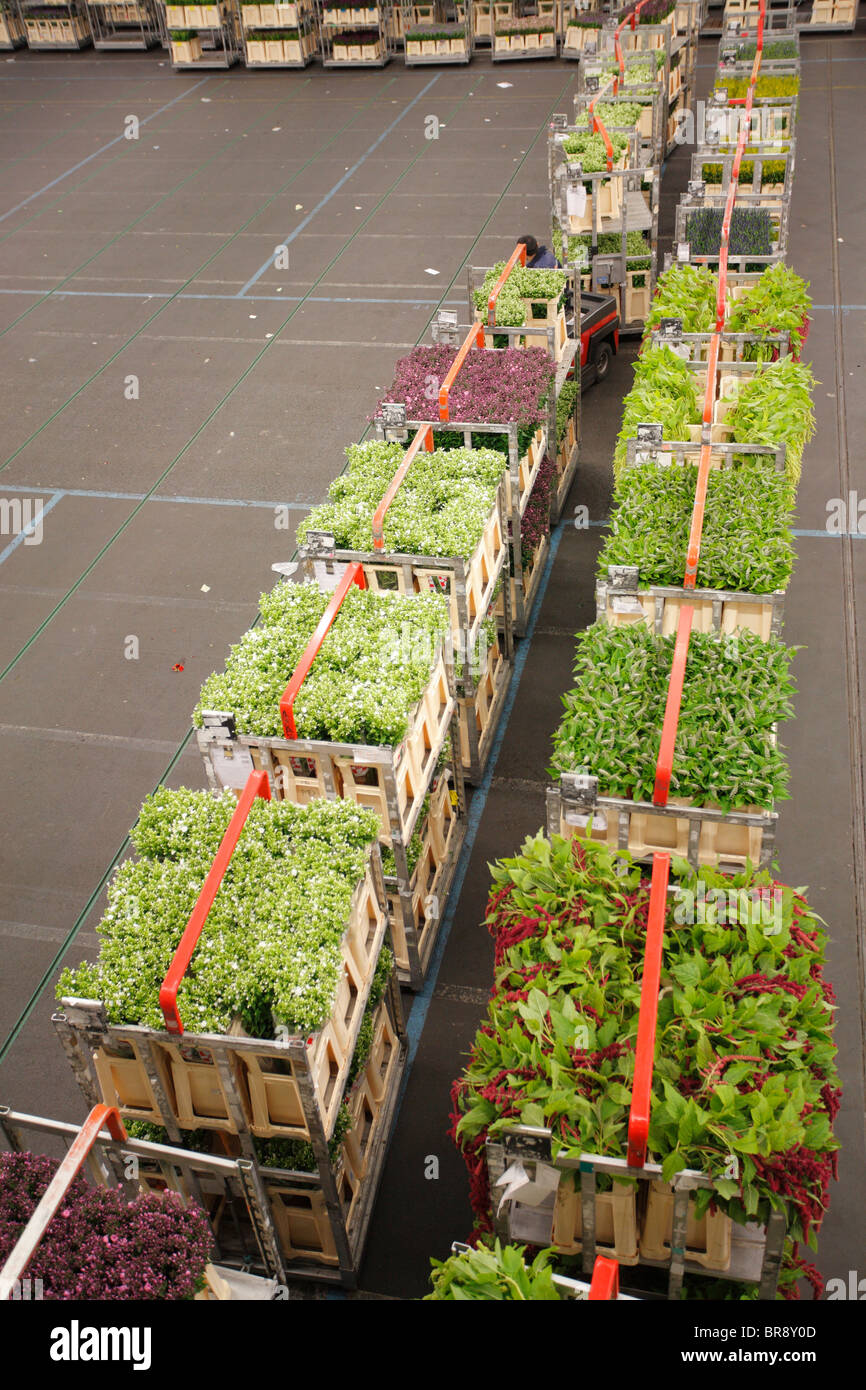 Flower auction in Aalsmeer, Netherlands, Holland Stock Photo - Alamy