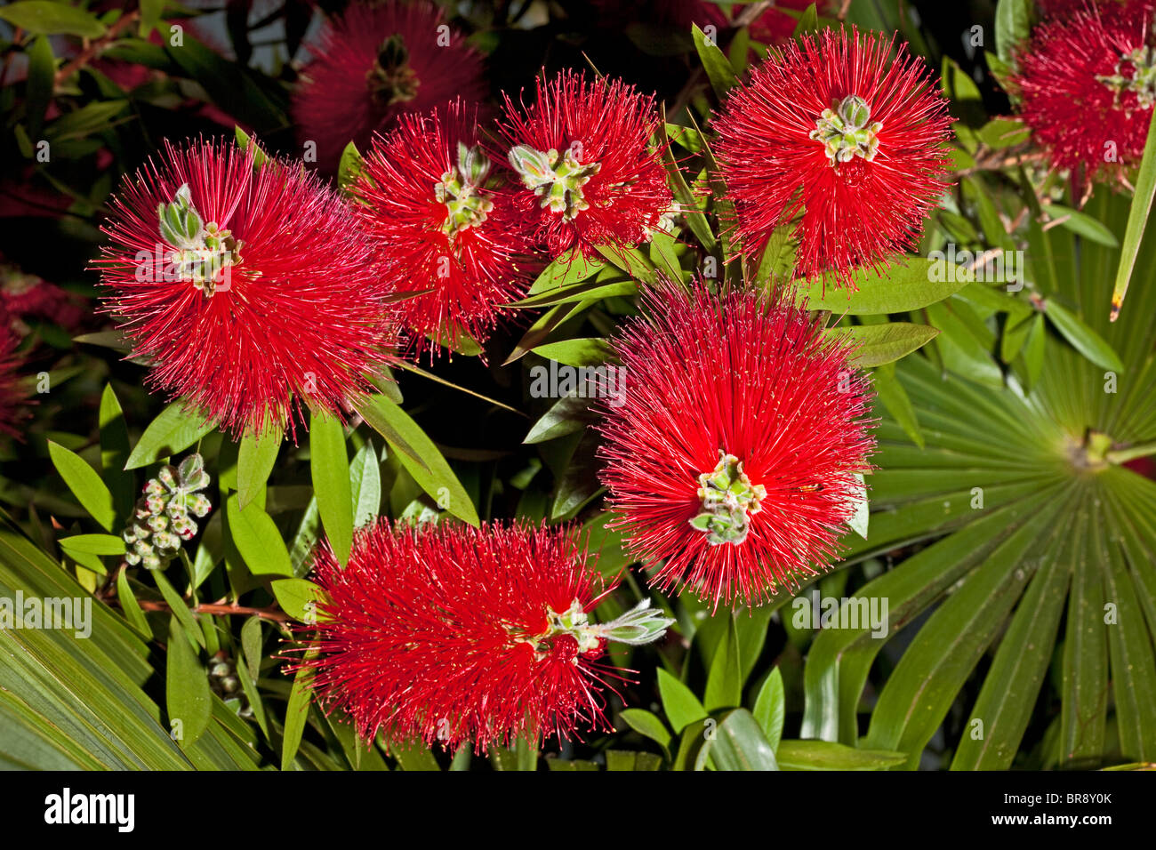 Bottlebrush (Callistemon) June 2010 Stock Photo - Alamy