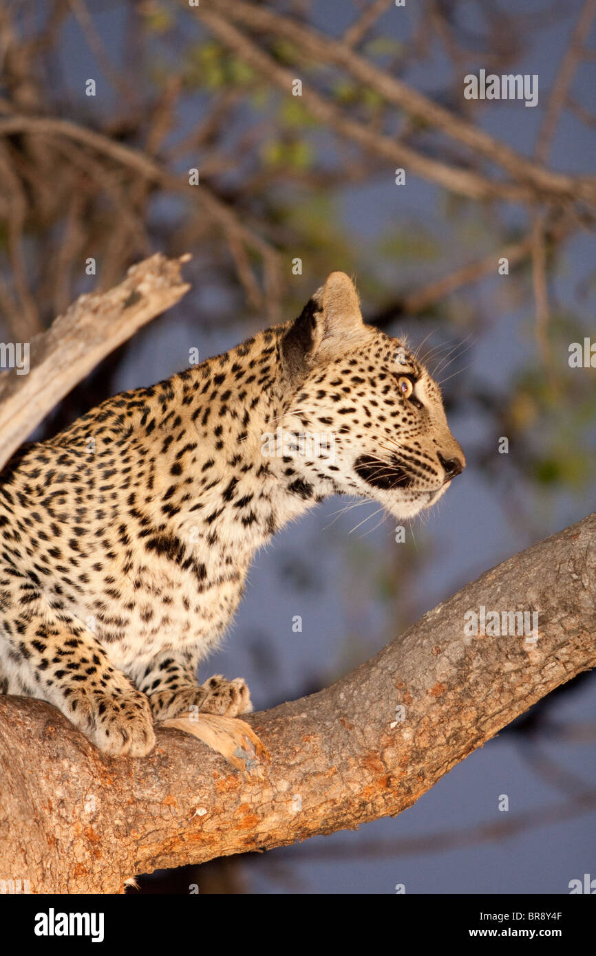 African leopard eating impala hi-res stock photography and images - Alamy
