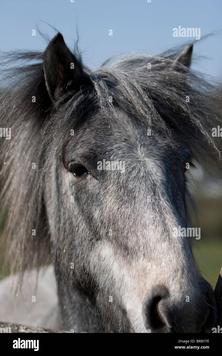 Head portrait of an Eriskay pony colt Stock Photo - Alamy