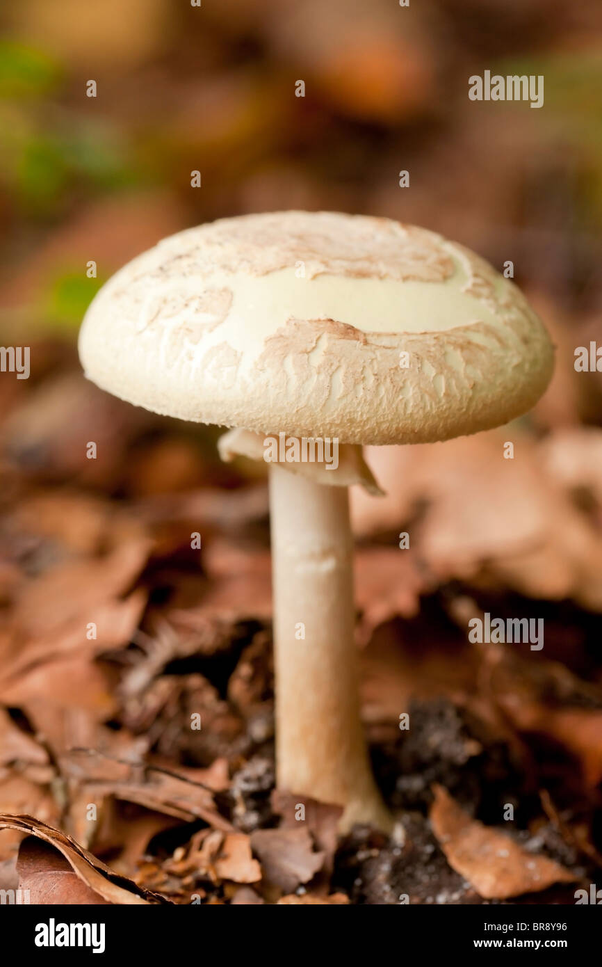 False death cap mushroom (Amanita citrina Stock Photo - Alamy