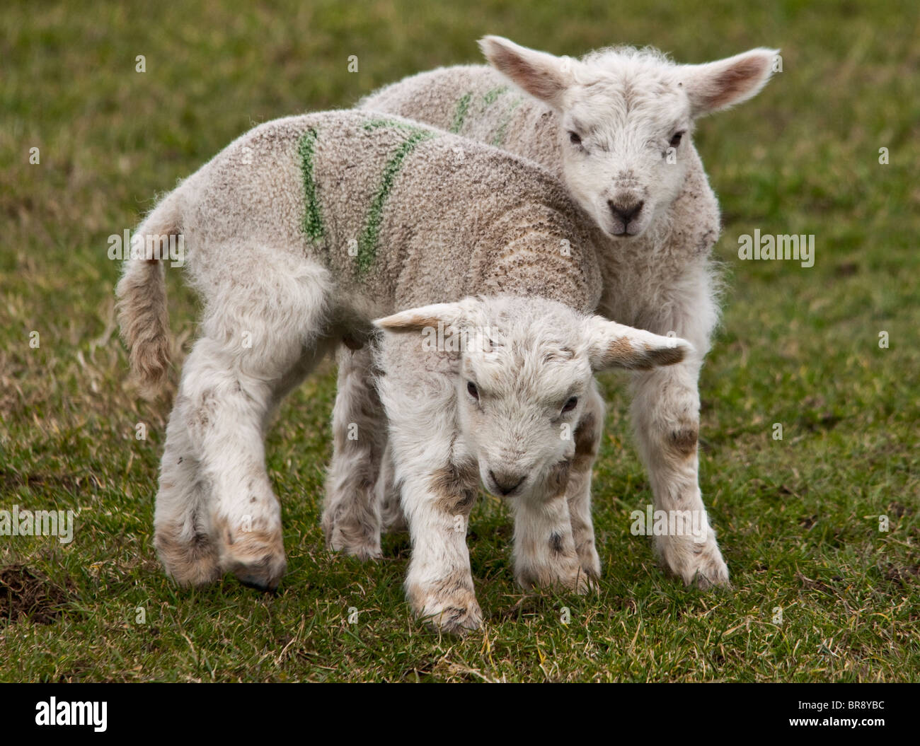 Two Lambs; Northumberland, England Stock Photo - Alamy