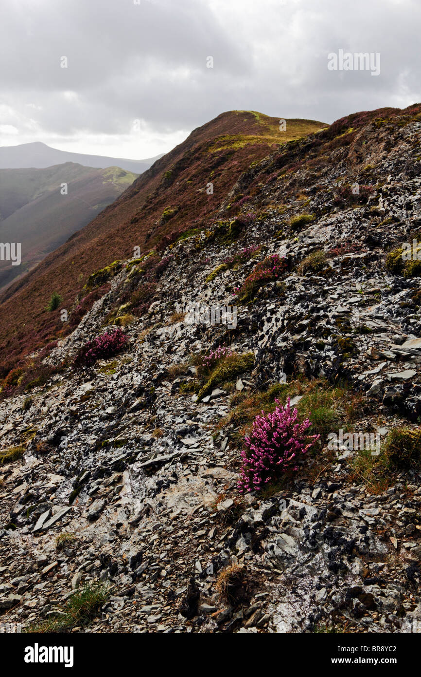 Rigg Beck High Resolution Stock Photography and Images - Alamy