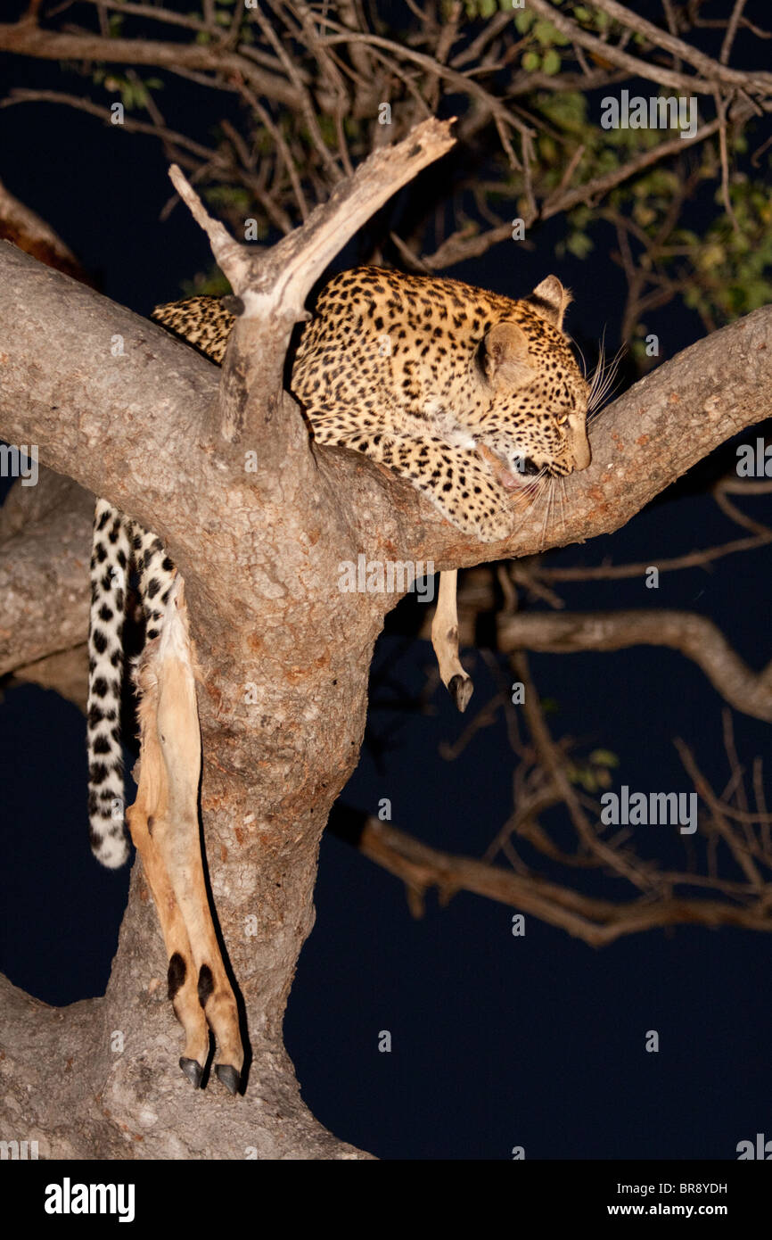 A leopard, Panthera pardus, eating an impala kill in a tree in Kruger ...