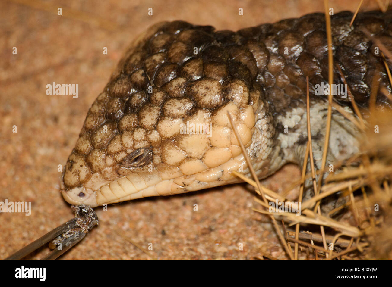 shingleback skink (tiliqua rugosa Stock Photo - Alamy