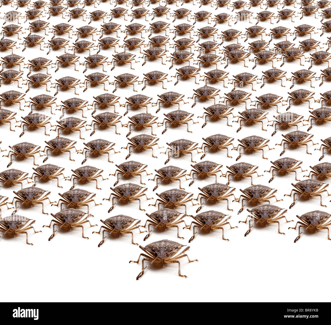 Army of stink or shield bugs approach the camera Stock Photo - Alamy