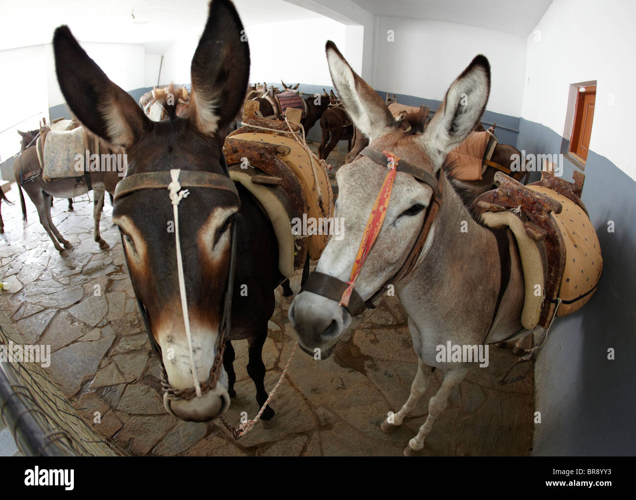 Donkeys In the Donkey Station Lindos Rhodes Greek Islands Greece Hellas ...