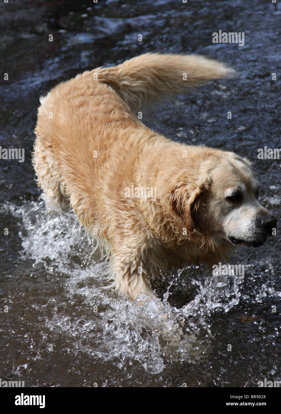 Golden Retriever dog playing in a stream Stock Photo - Alamy