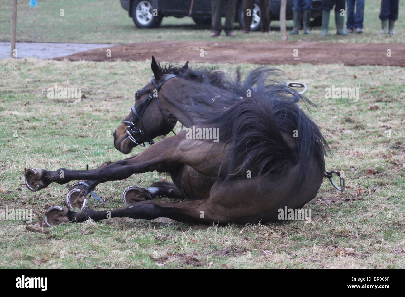 Horse lying on the ground having fallen at a fence Stock Photo - Alamy