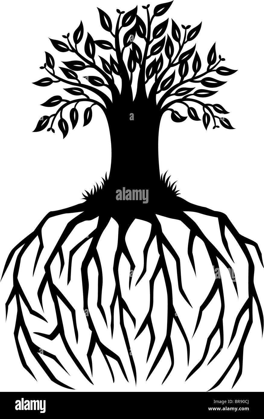 Tree roots black and white Cut Out Stock Images & Pictures - Alamy