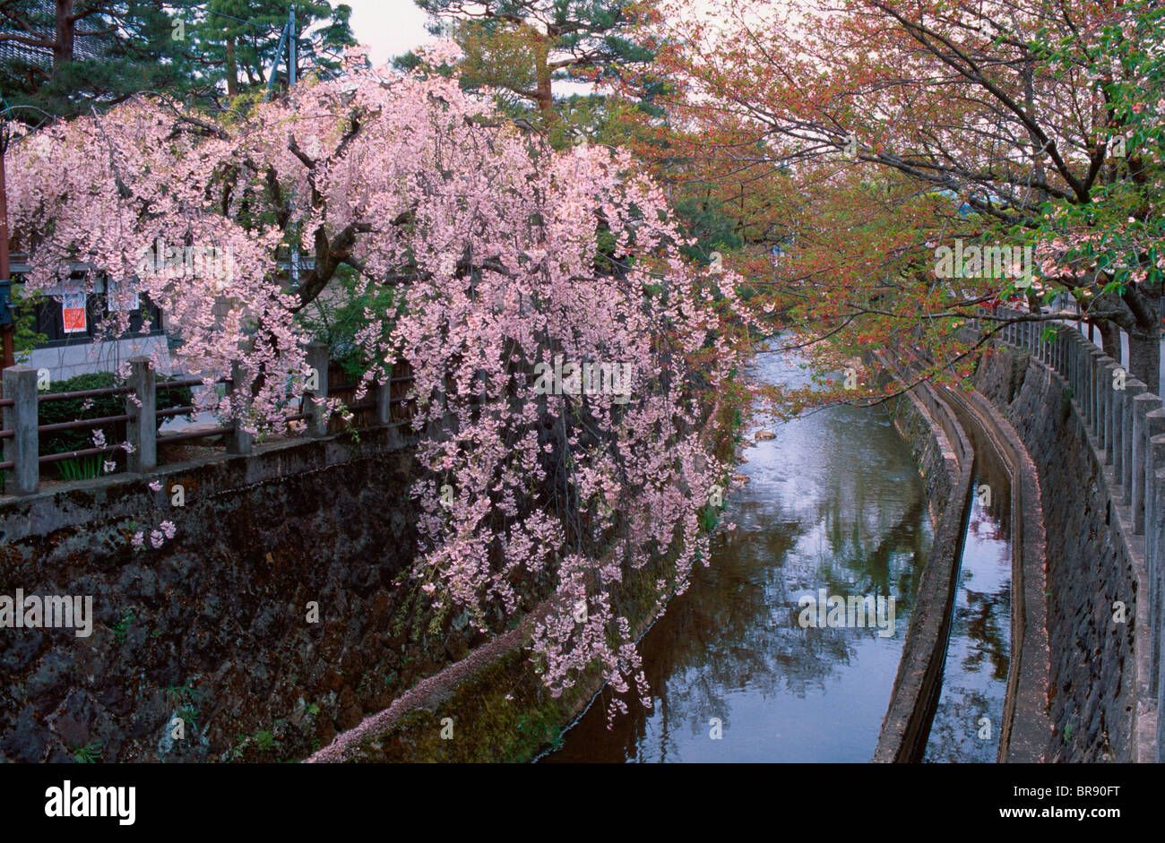 Ohanami Stock Photos & Ohanami Stock Images - Alamy