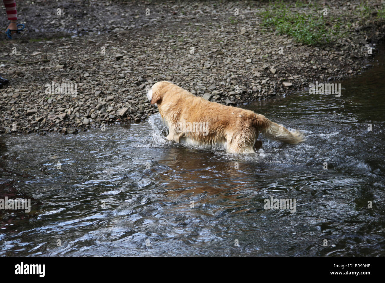 Playing in a stream hi-res stock photography and images - Alamy