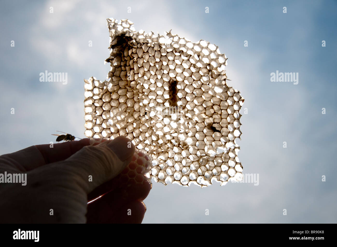 Bee sting hand hi-res stock photography and images - Alamy