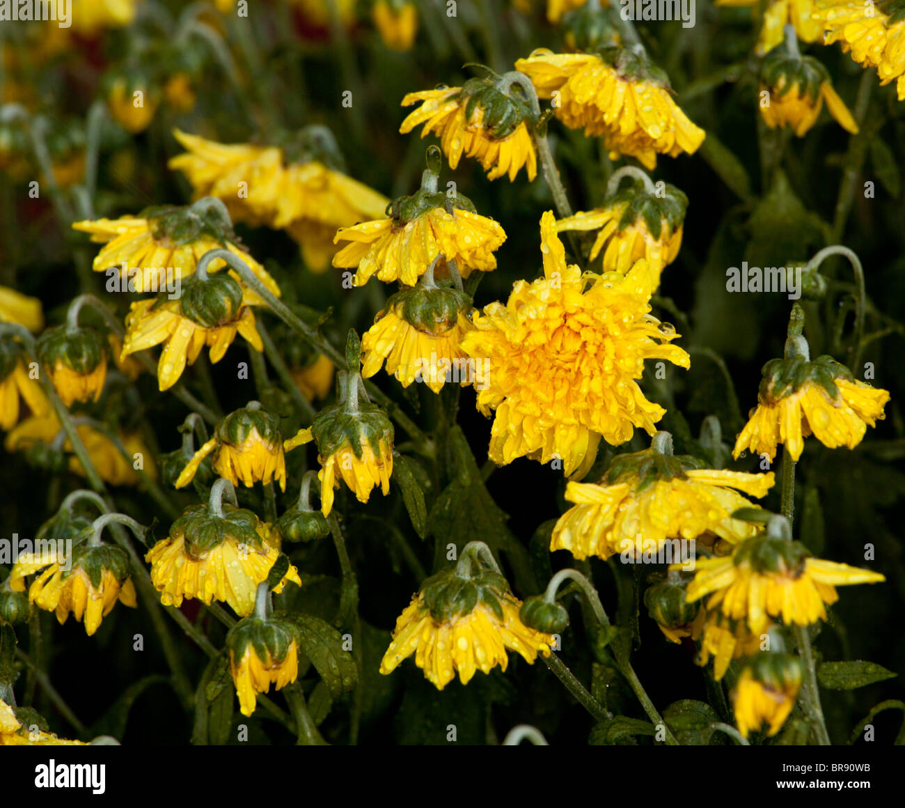 Yellow chrysanthemum flowers wilting in the heat and being revived by ...