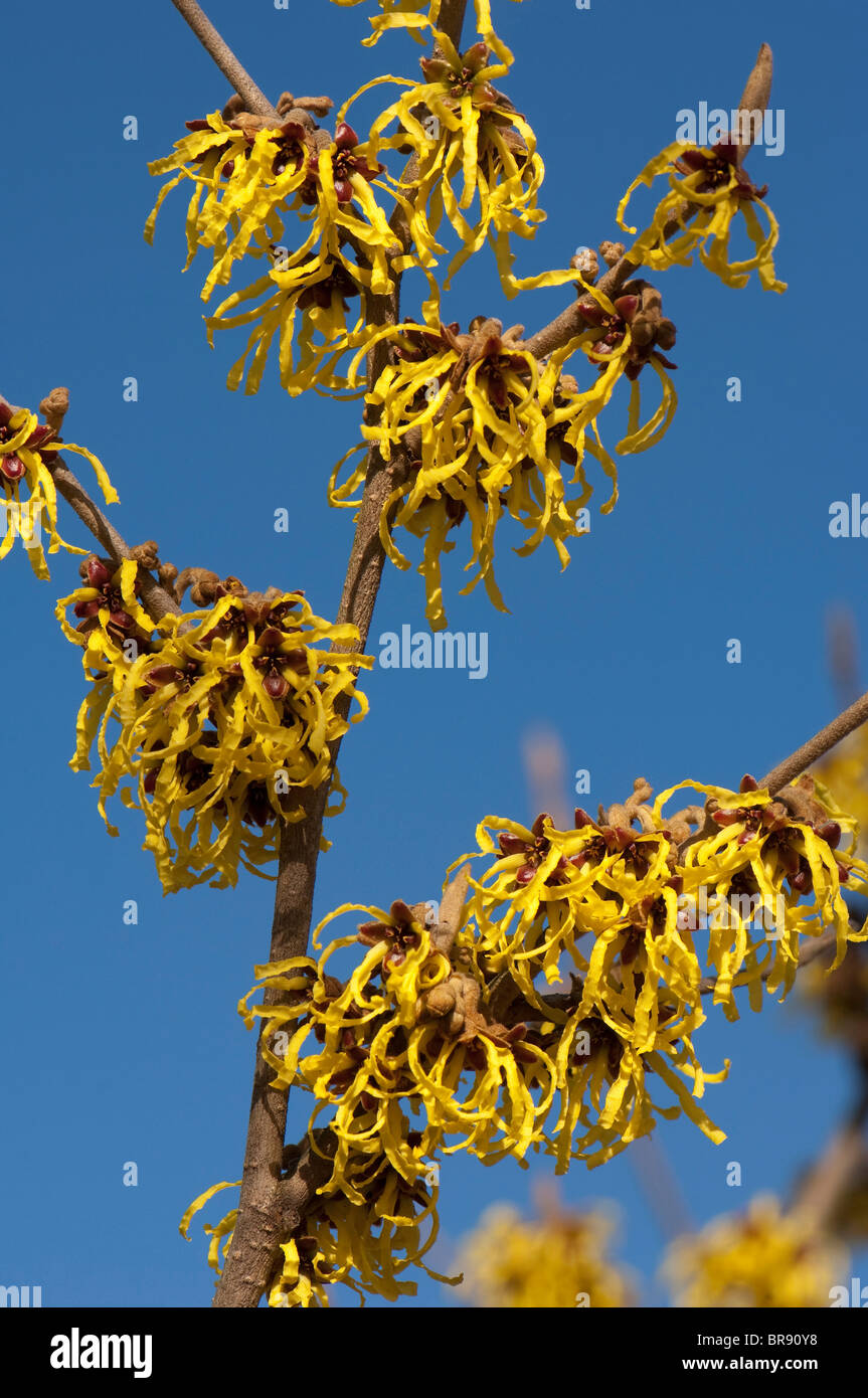 Red Witch Hazel (Hamamelis x intermedia Arnold Promise), flowering twig ...