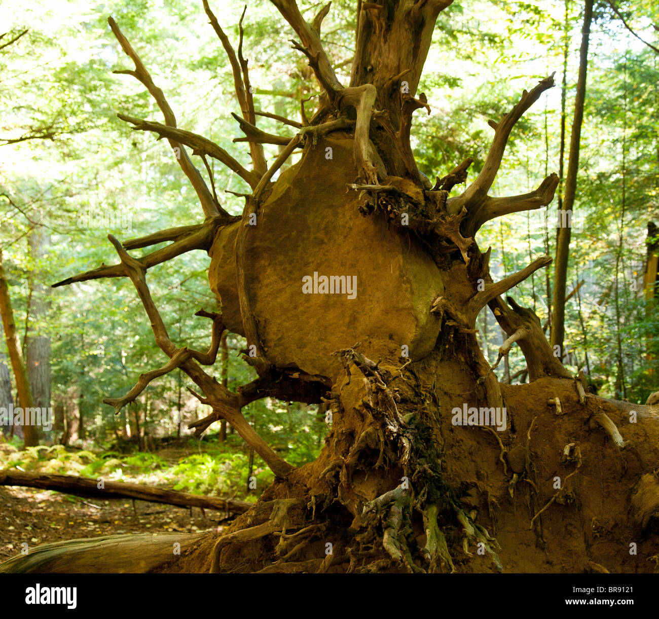 Tree roots hi-res stock photography and images - Alamy