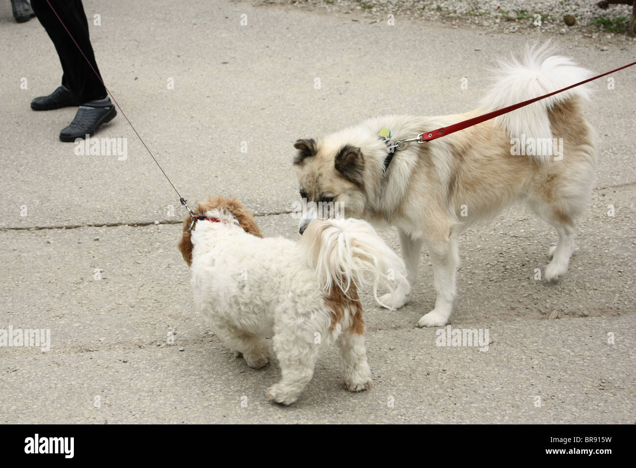 White dogs hi-res stock photography and images - Alamy