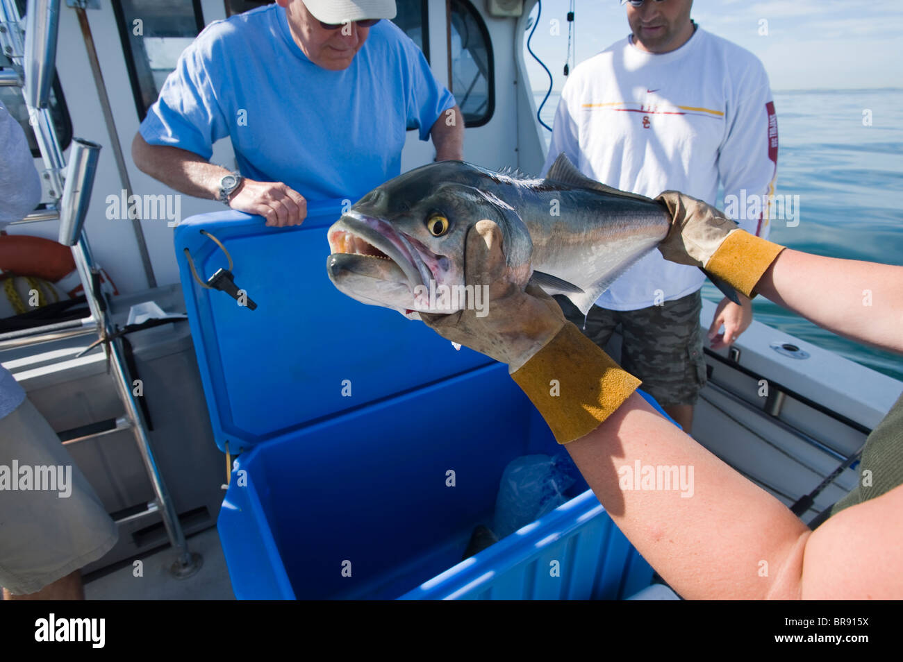 Boston bluefish hi-res stock photography and images - Alamy