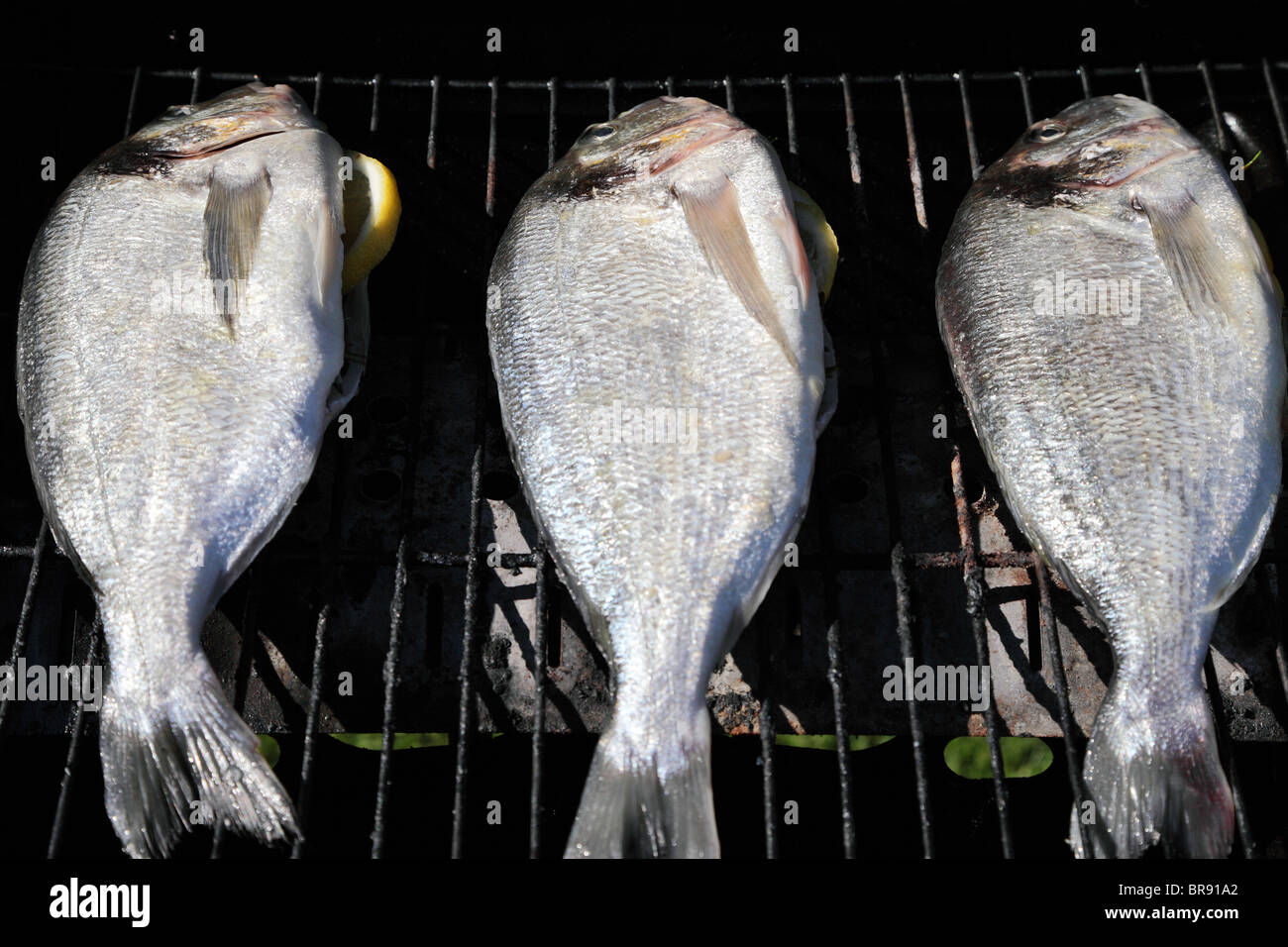 Salt water fish hi-res stock photography and images - Alamy