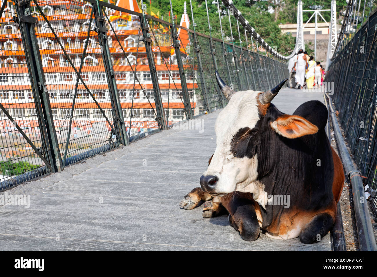 Cow bridge hi-res stock photography and images - Alamy