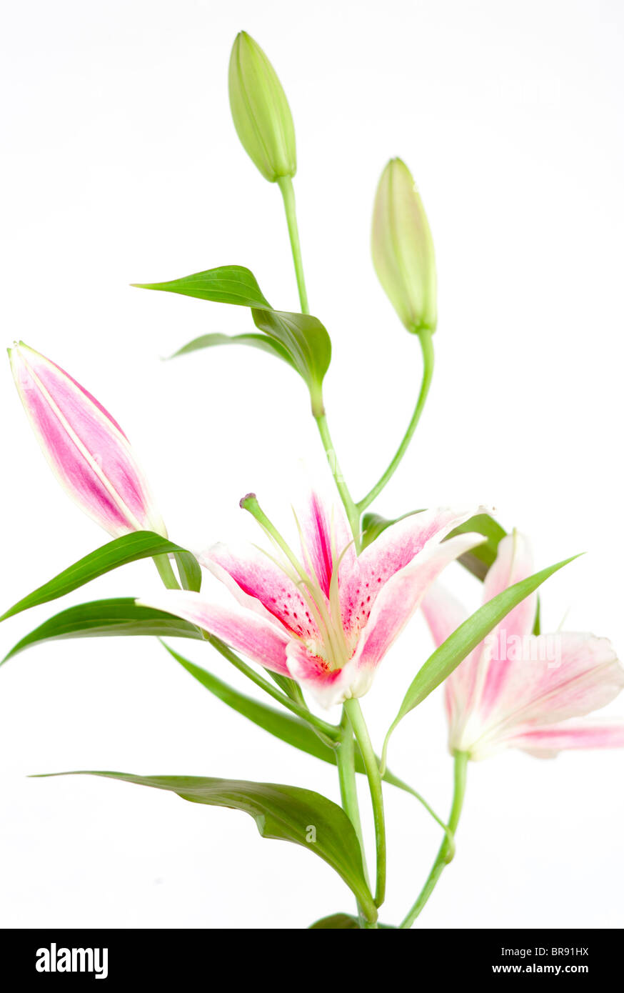 Portrait of Lily (geneva) Flowers on a White Background Stock Photo - Alamy