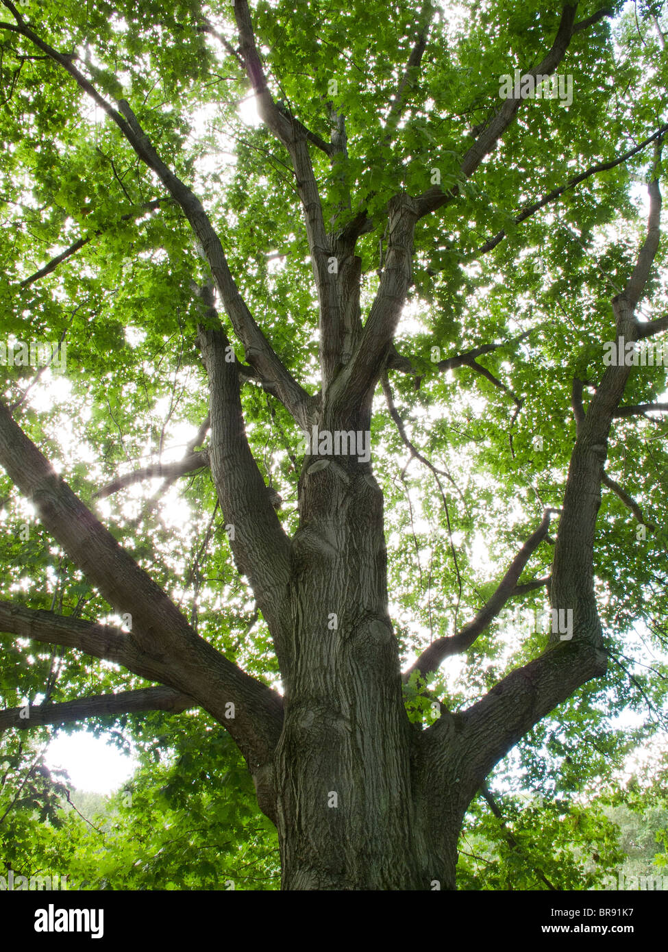 Low angle looking up at tree hi-res stock photography and images - Alamy