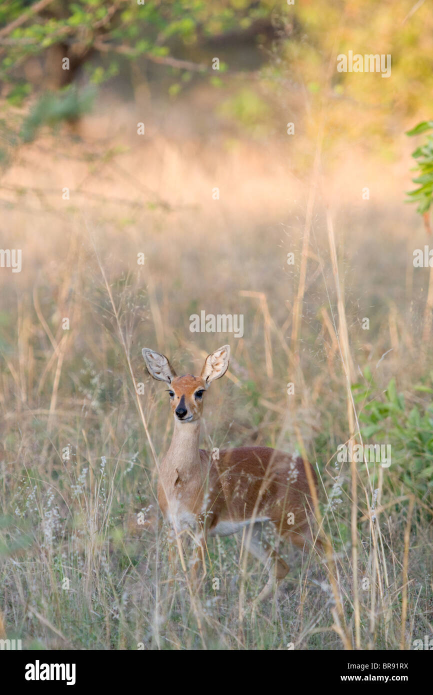 Steinbuk hi-res stock photography and images - Alamy
