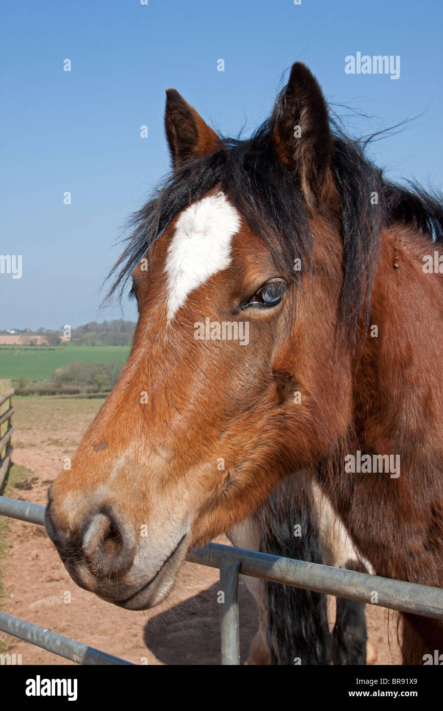 Horses at gate hi-res stock photography and images - Alamy