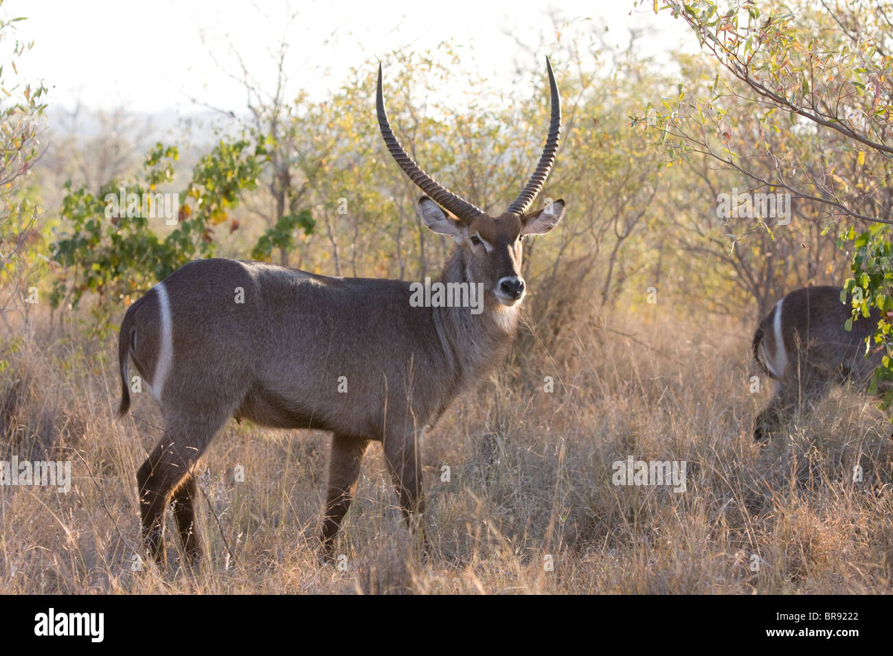 Safari south africa waterbuck hi-res stock photography and images - Alamy