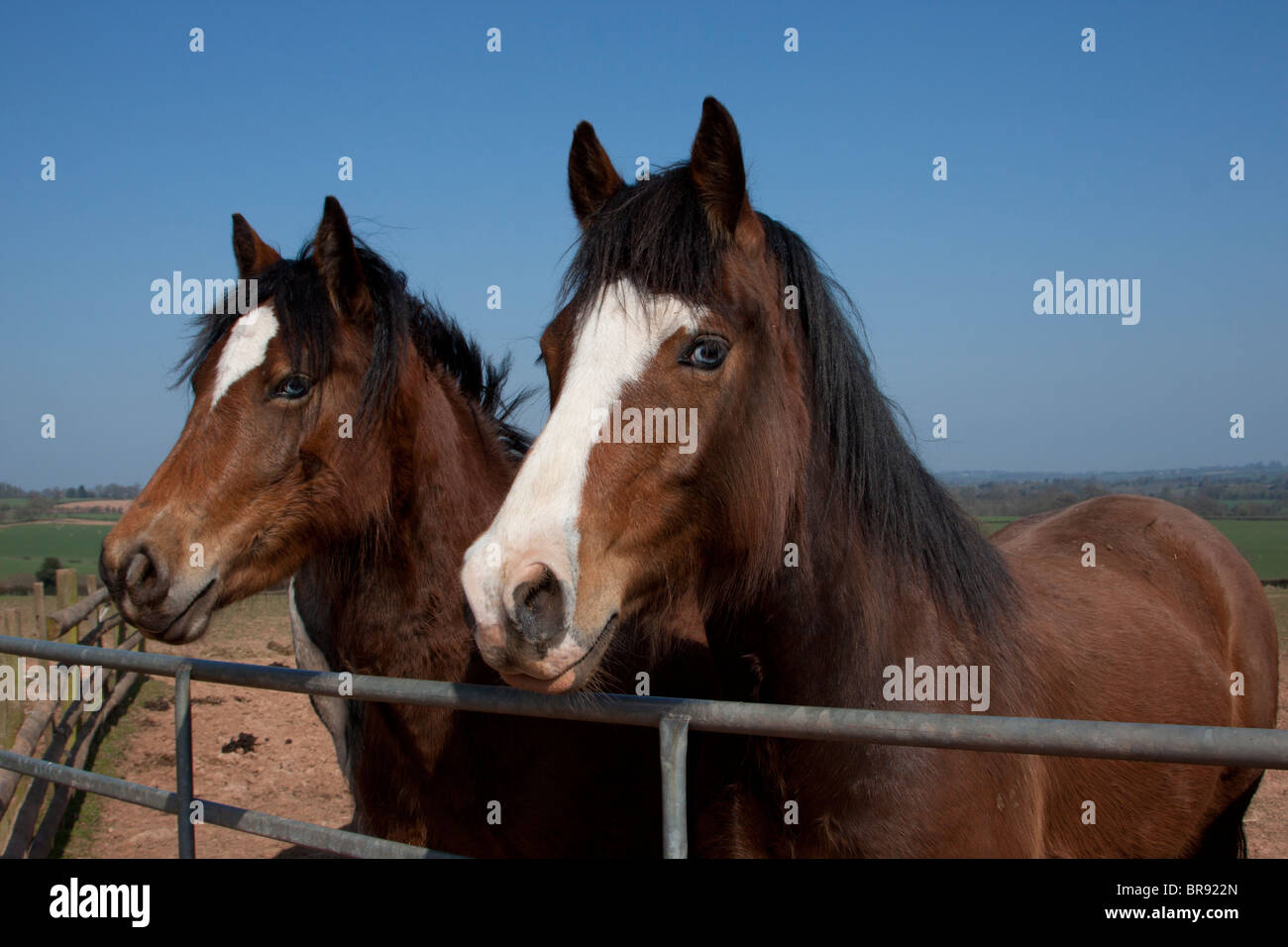 Two horses looking over the field gate Stock Photo - Alamy