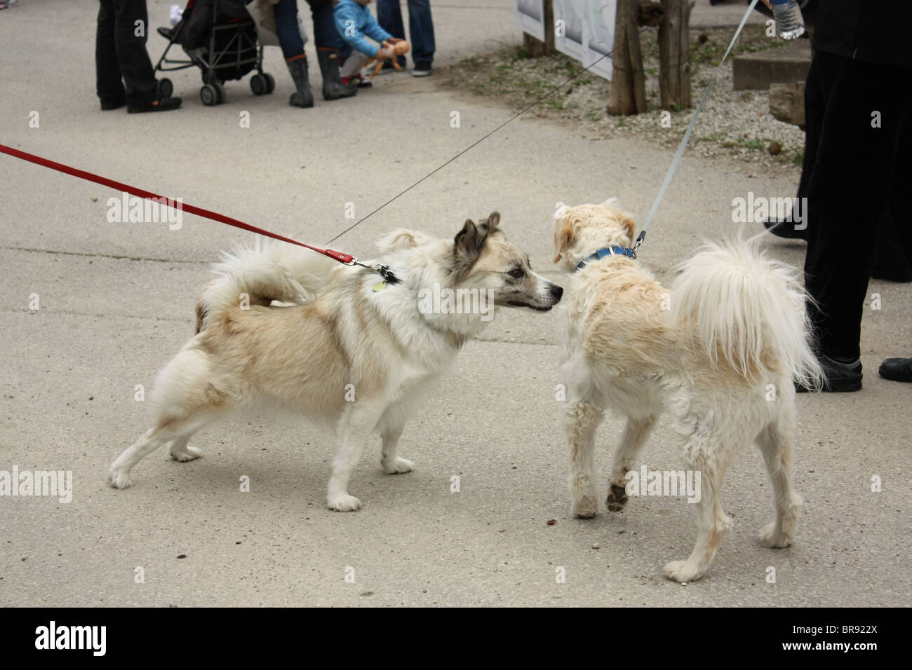 Two white dogs checking out each other Stock Photo - Alamy