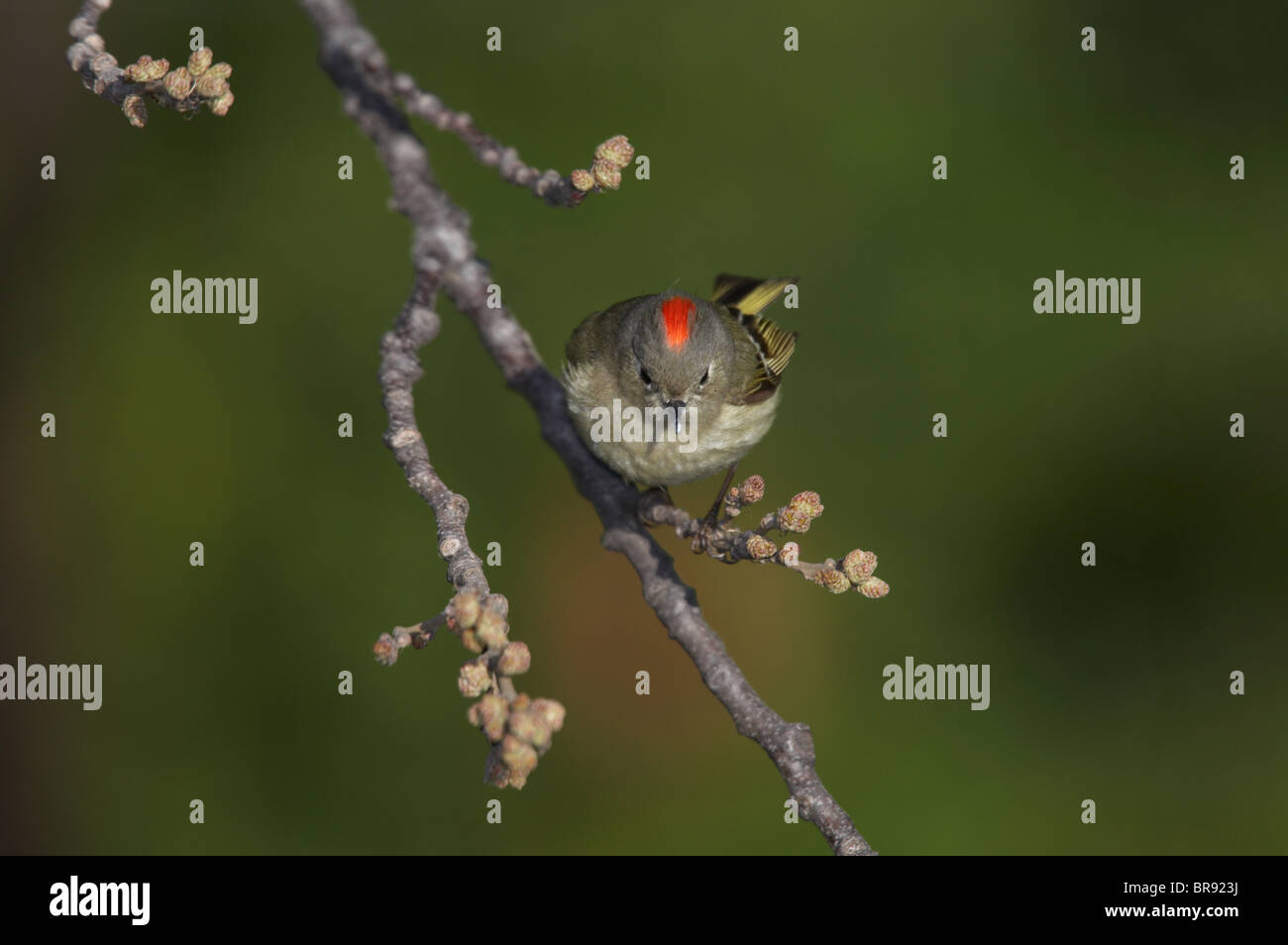 Ruby crowned kinglet hi-res stock photography and images - Alamy