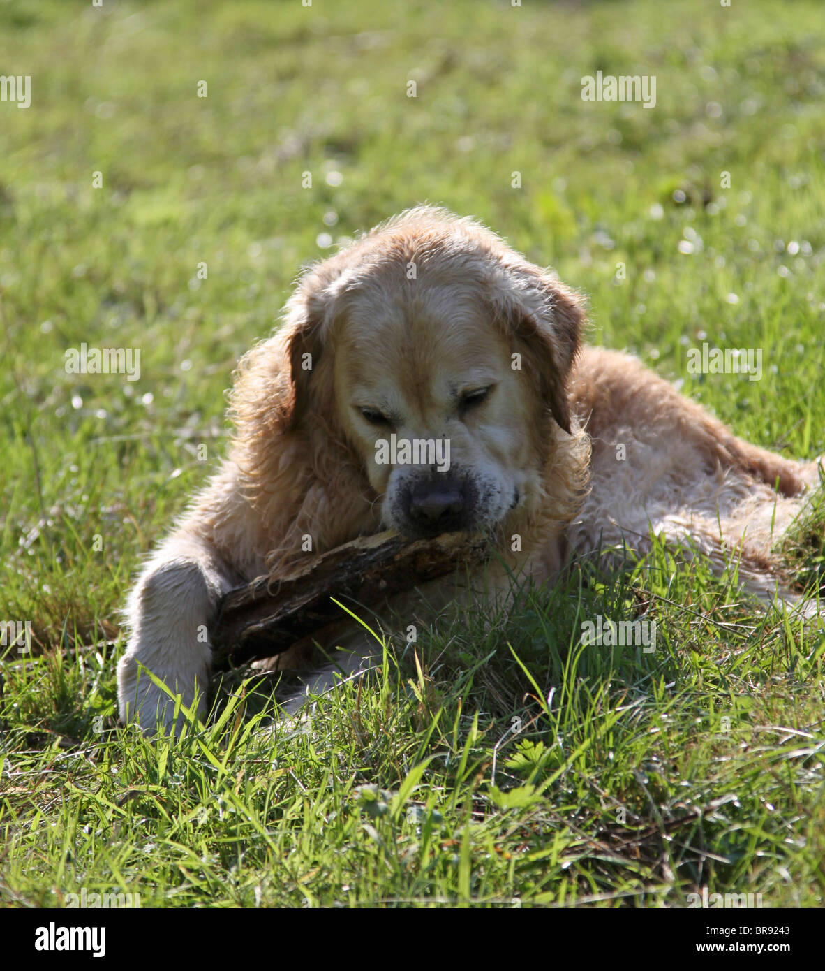 Golden retriever chewing a stick hi-res stock photography and images ...