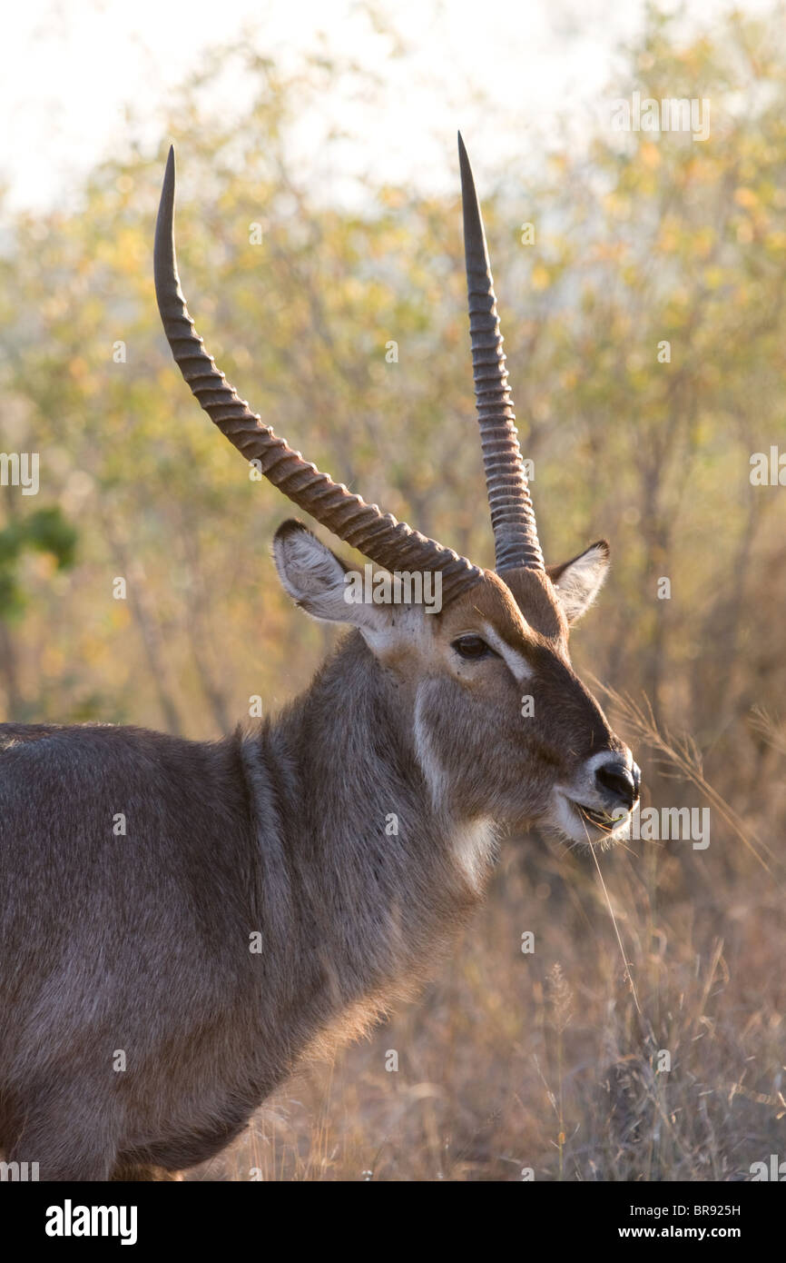 Male Waterbuck antelope, Kobus ellipsiprymnus, in Kruger National Park ...